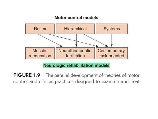 Theories of motor control | PPTX | Physical Therapy | Wellness