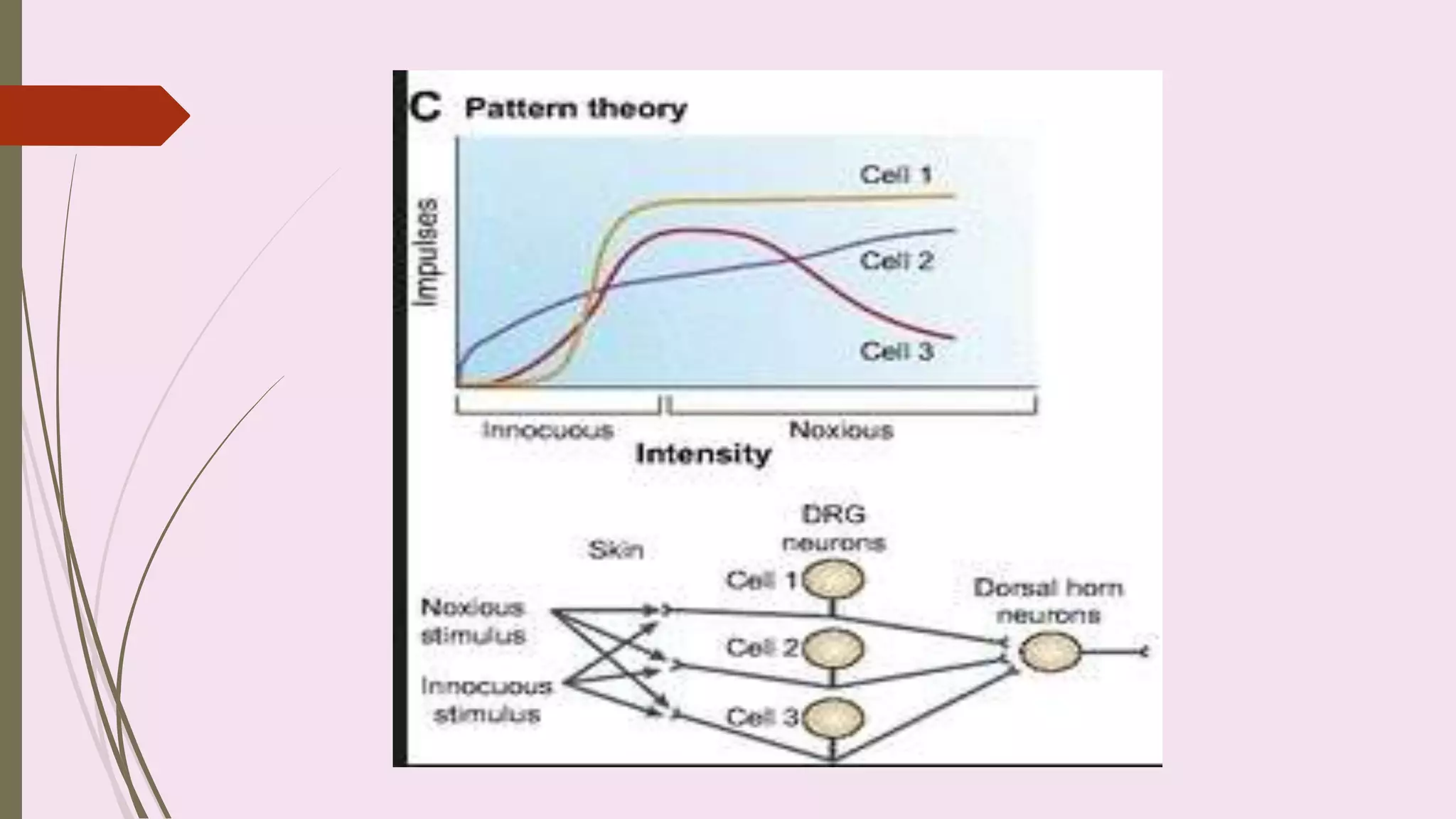 Theories of pain.pptx