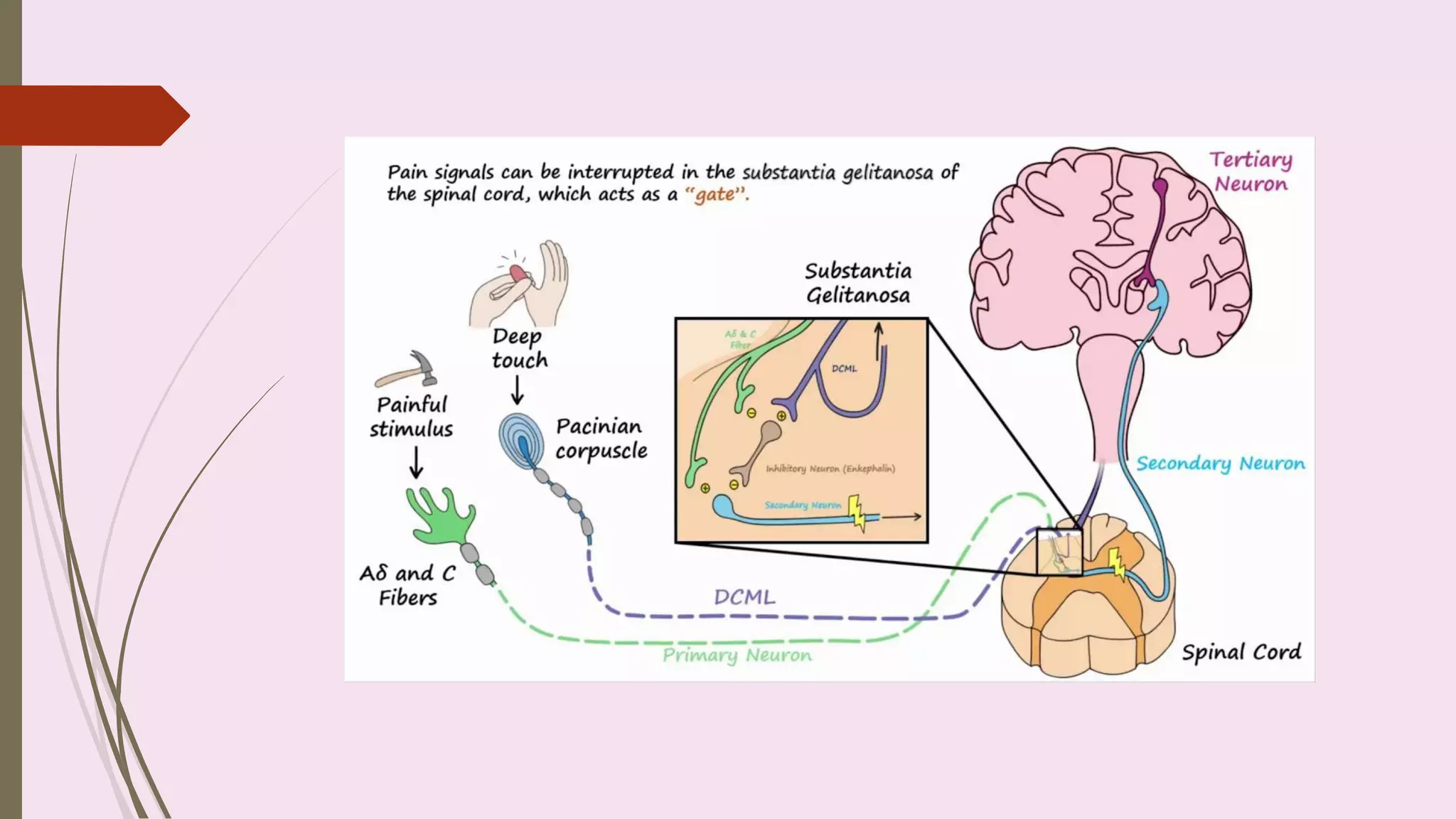 Theories of pain.pptx