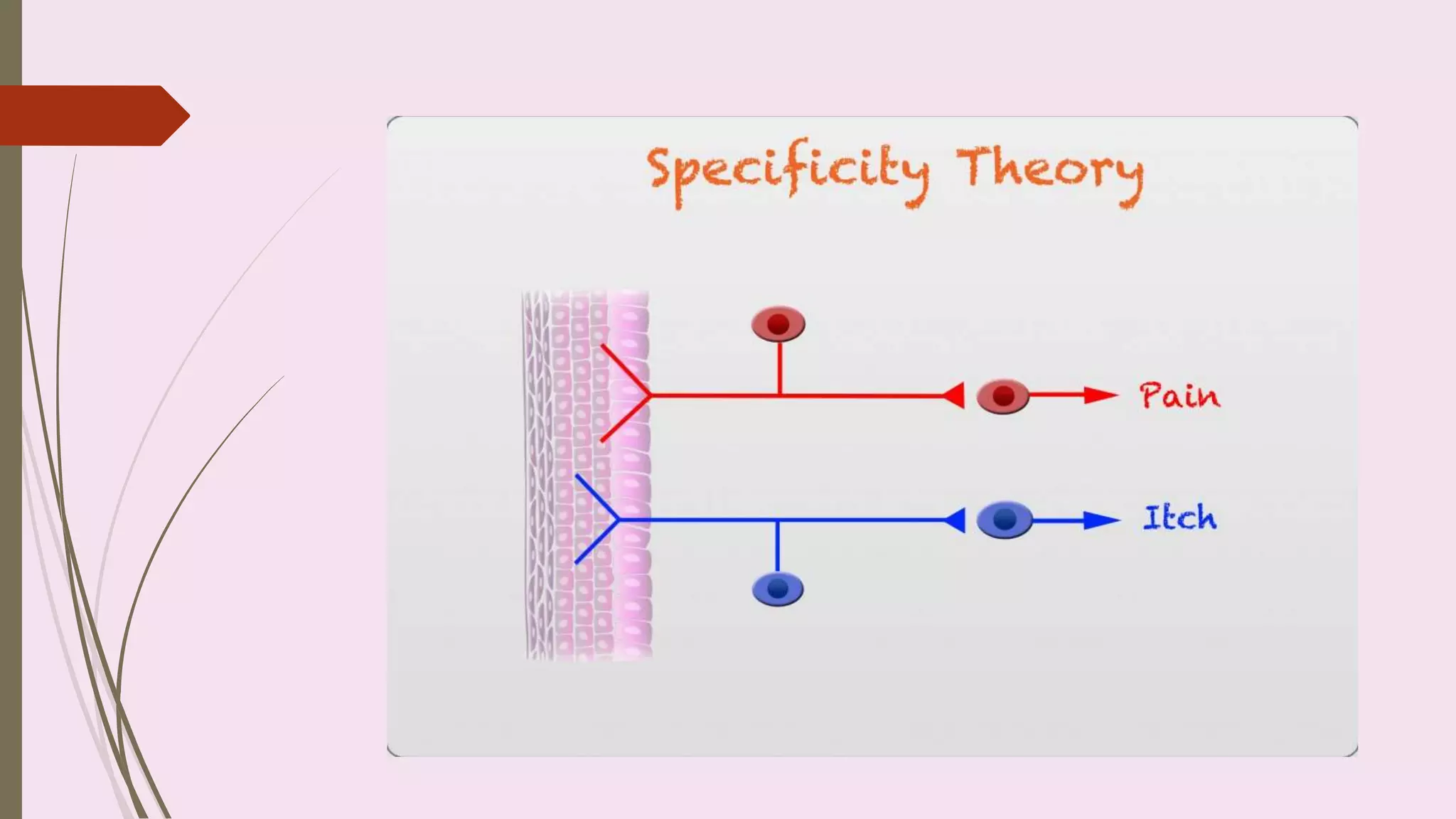 Theories of pain.pptx
