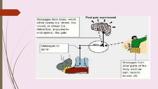 Theories of pain.pptx