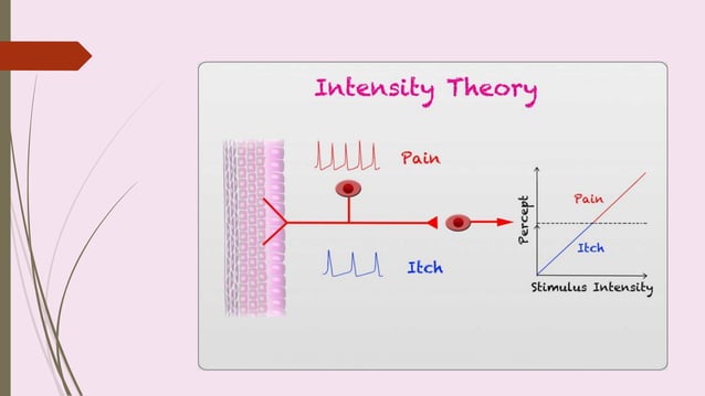 Theories of pain.pptx | Brain and Nervous System Disorders | Diseases ...