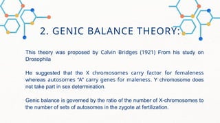 BOTANY THEORIES OF SEX DETERMINATION.pptx