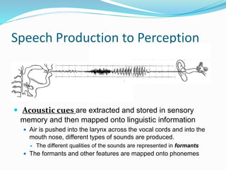 Theories of Speech Perception | PPTX