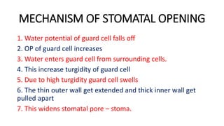 Theories of stomatal movement | PPTX