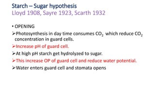 Theories of stomatal movement | PPTX