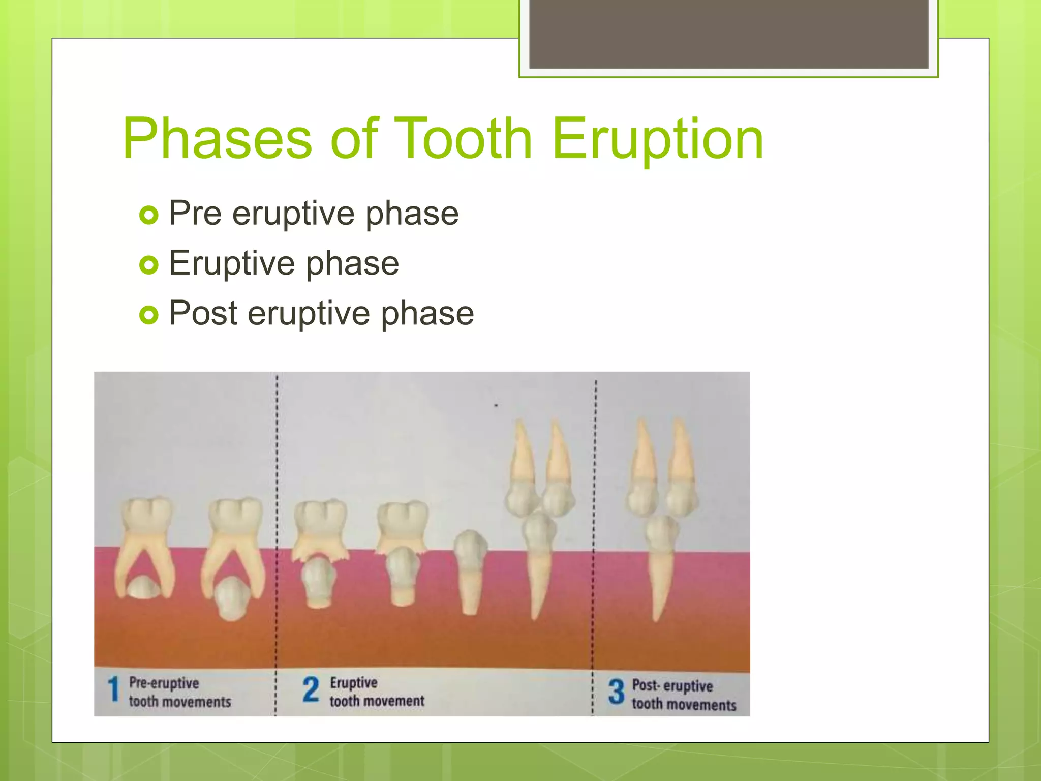 Theories of tooth eruption | PPTX