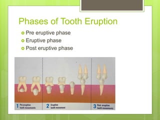 Theories of tooth eruption | PPTX