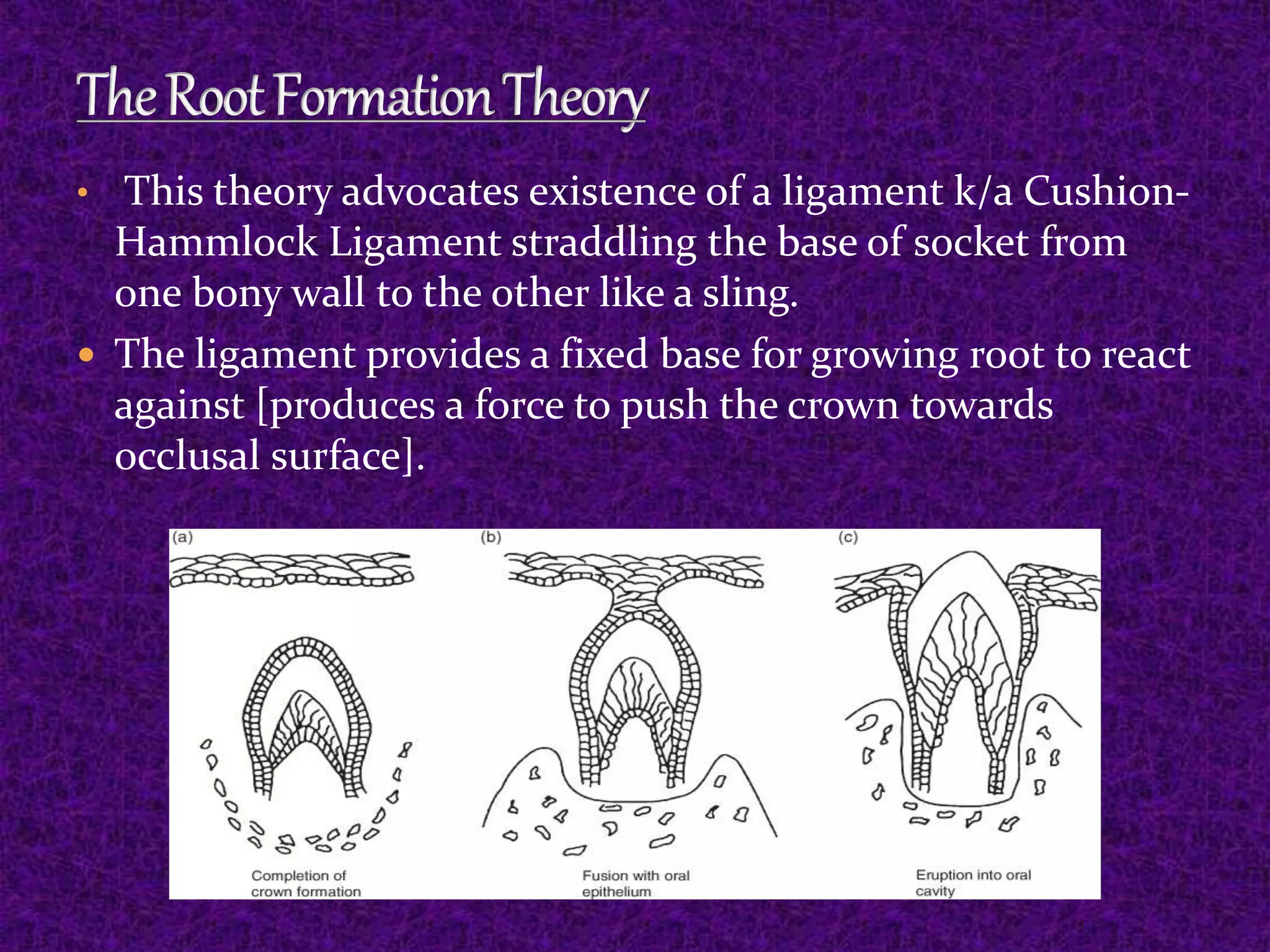 THEORIES OF TOOTH ERUPTION | PPTX