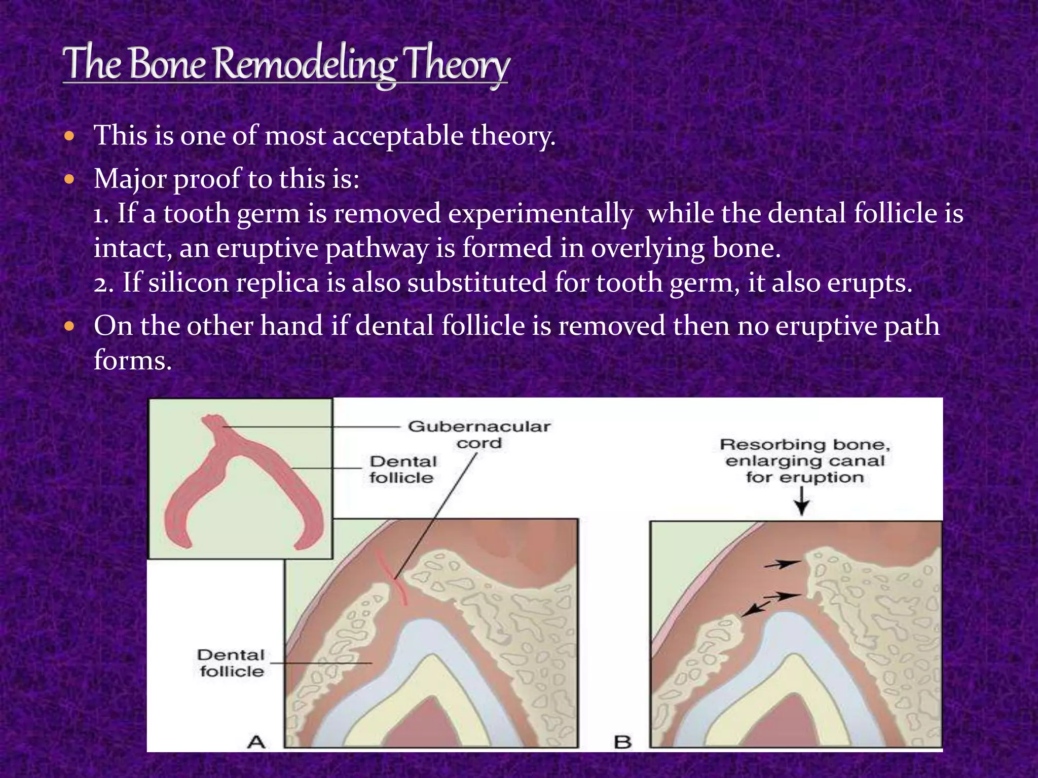 THEORIES OF TOOTH ERUPTION | PPTX