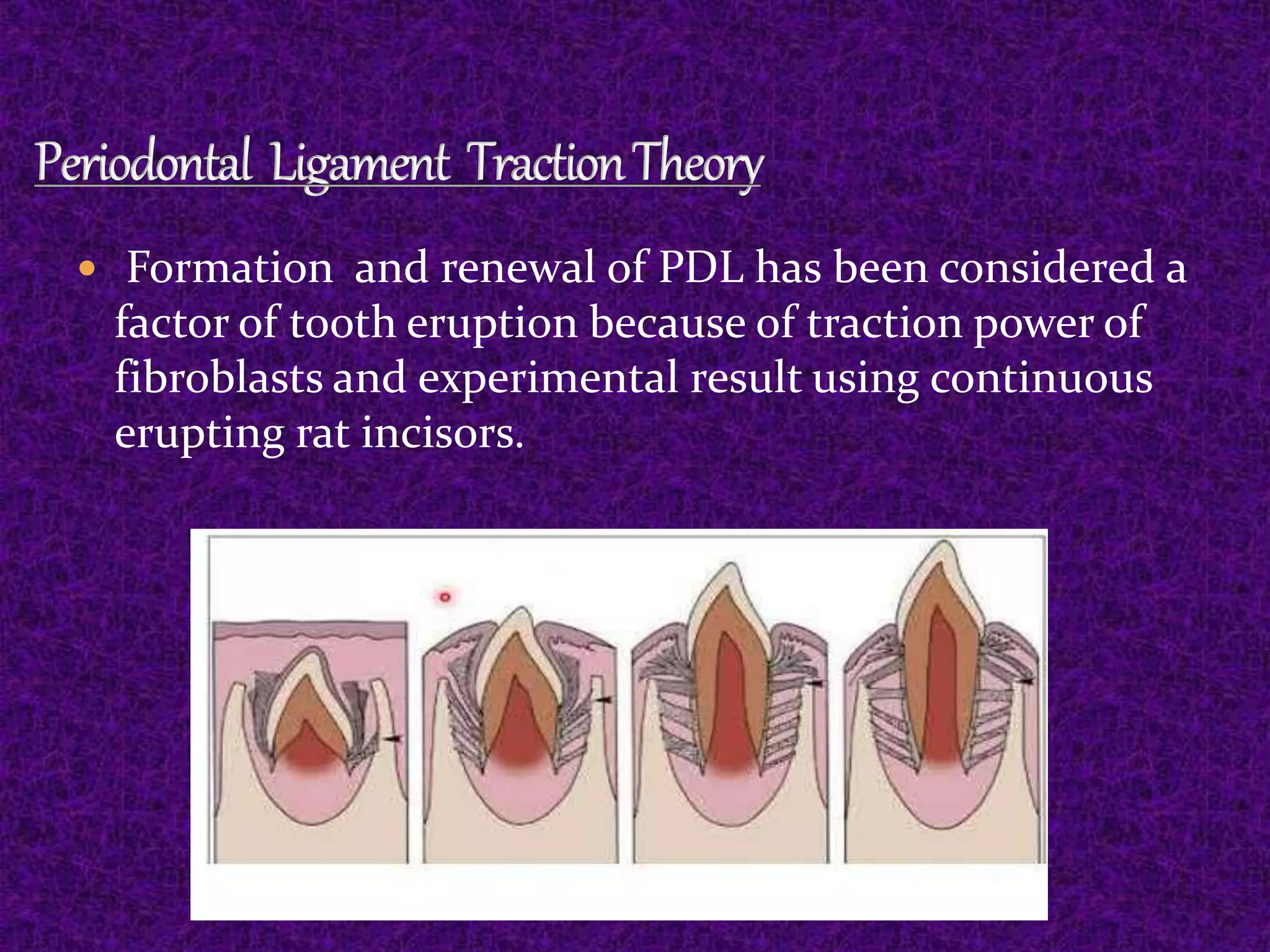 THEORIES OF TOOTH ERUPTION | PPTX