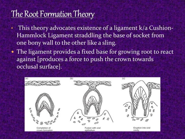 THEORIES OF TOOTH ERUPTION | PPTX