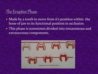 THEORIES OF TOOTH ERUPTION | PPTX