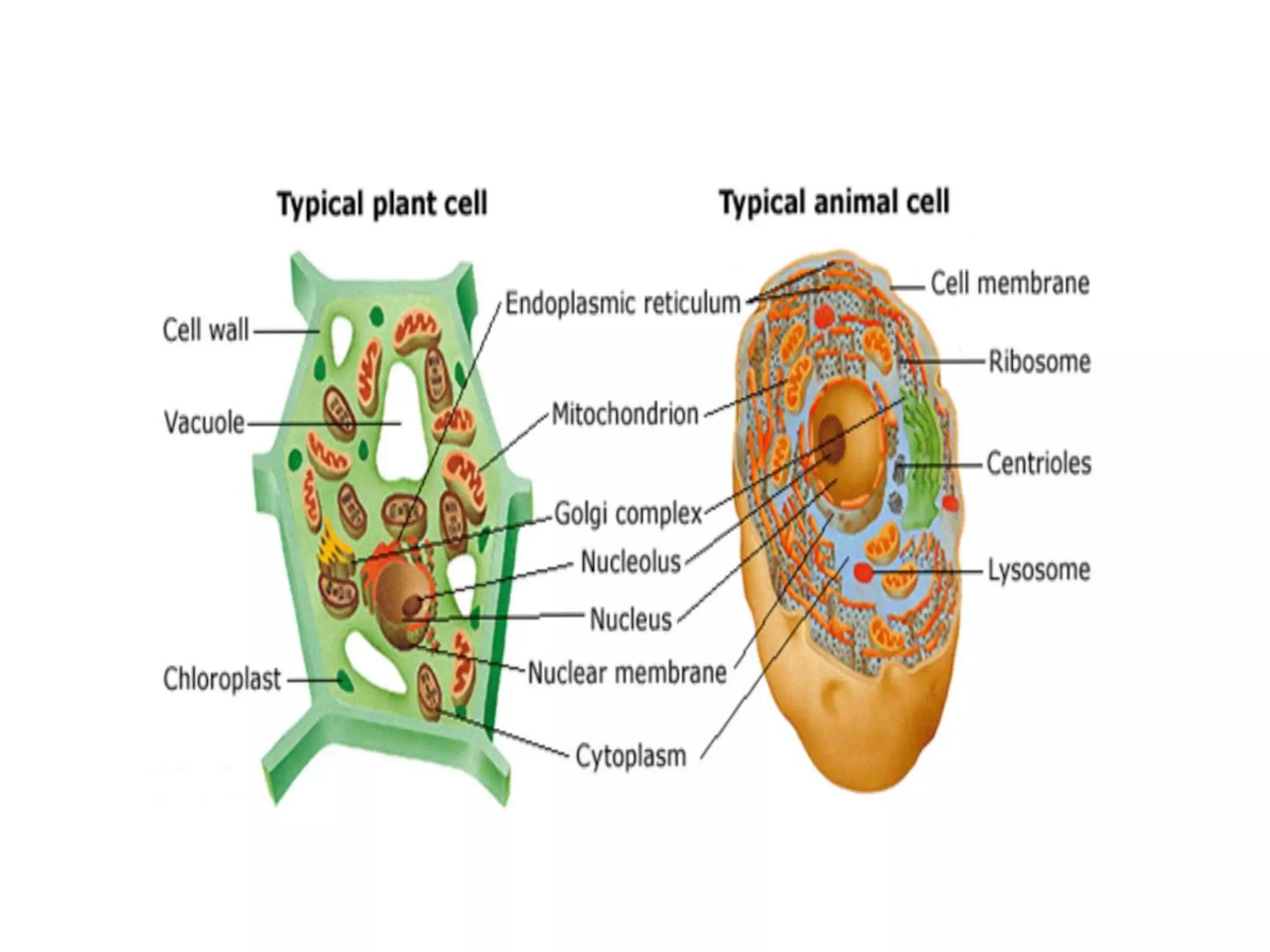 ZOO1 -Theories on the origin of life | PPTX