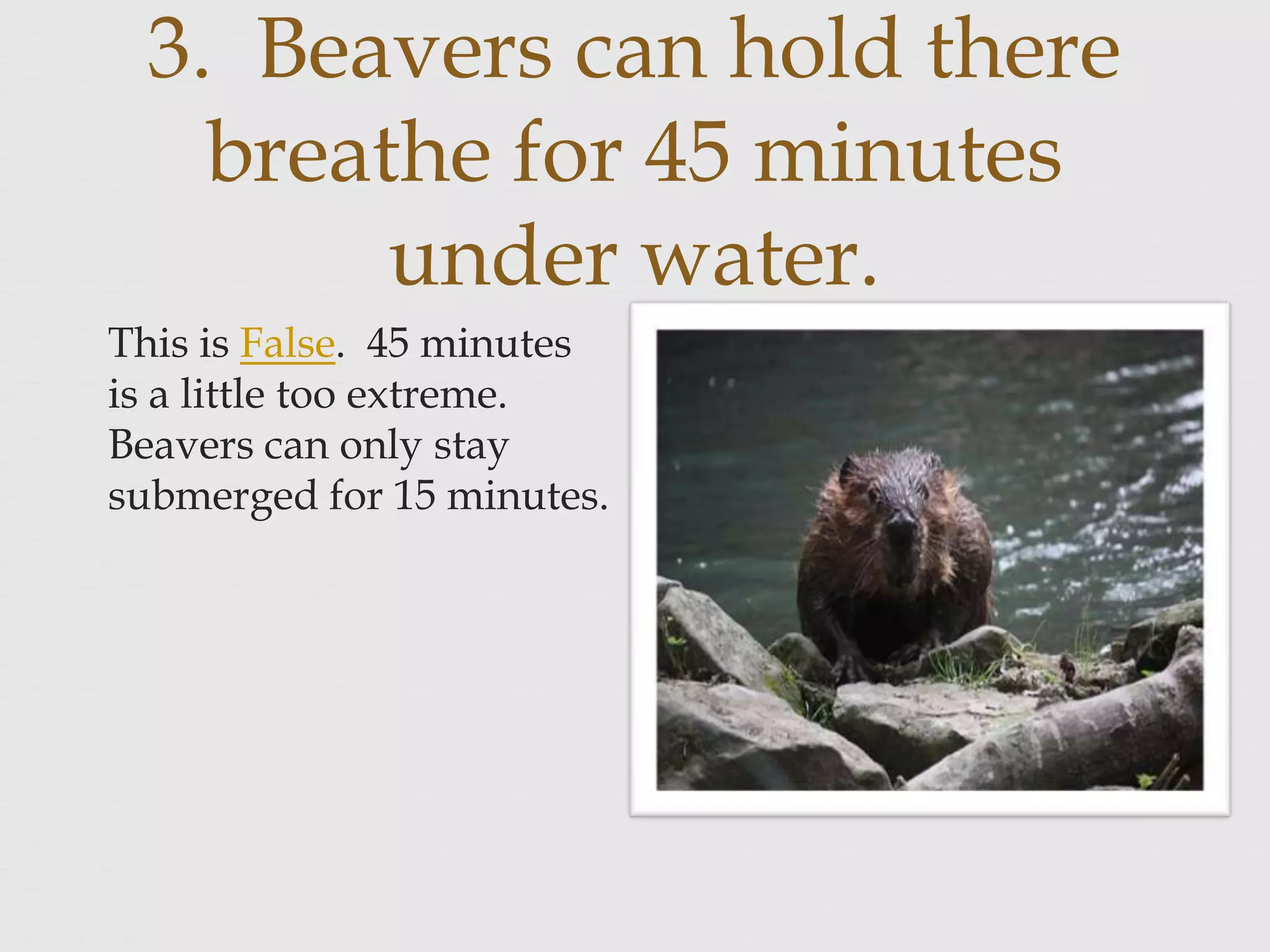 The original 10 retired snapple cap facts | PPTX