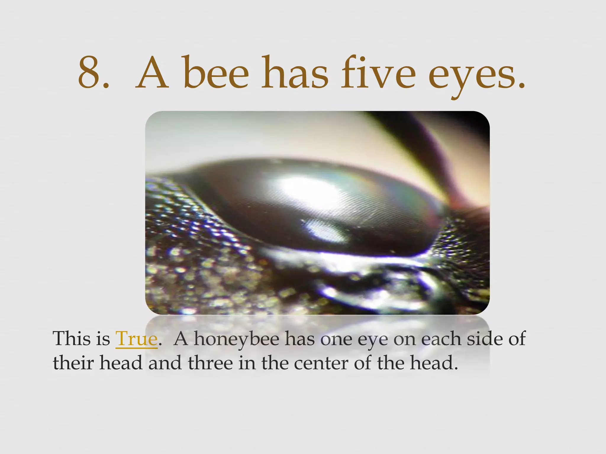 The original 10 retired snapple cap facts | PPTX