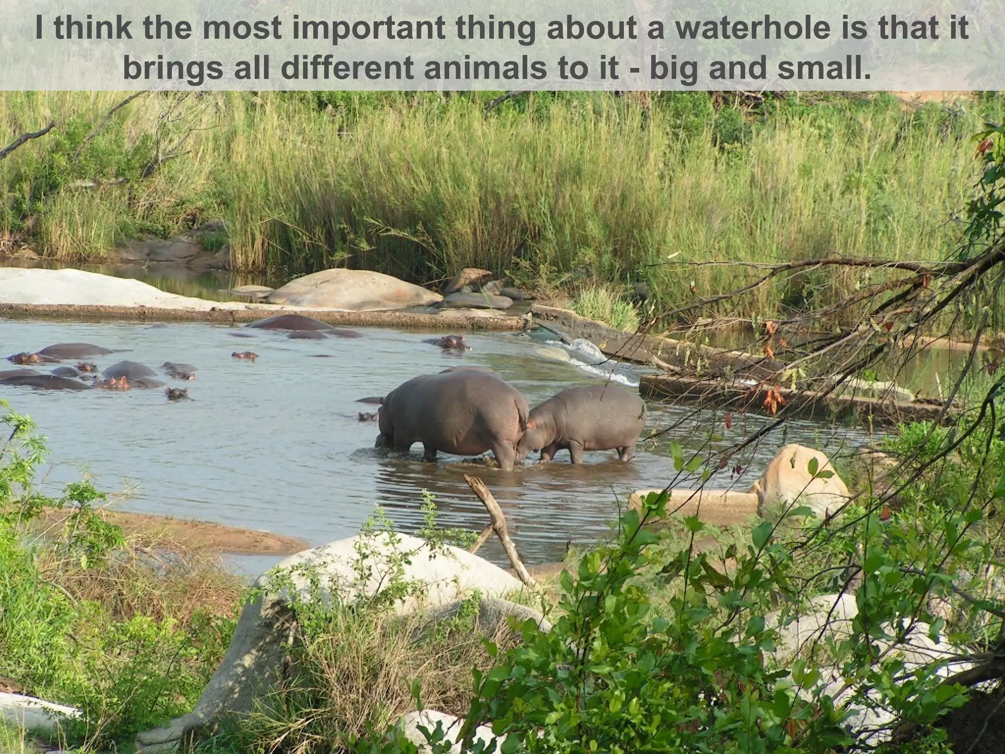 The original waterhole presentation | PPT