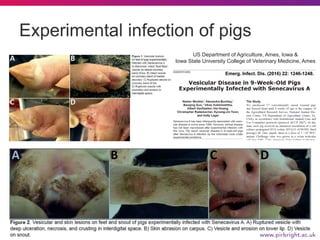 OS16 - 3.1.a The Origin, Evolution and Diagnosis of Seneca Valley Virus ...