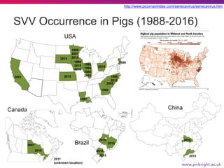 OS16 - 3.1.a The Origin, Evolution and Diagnosis of Seneca Valley Virus ...