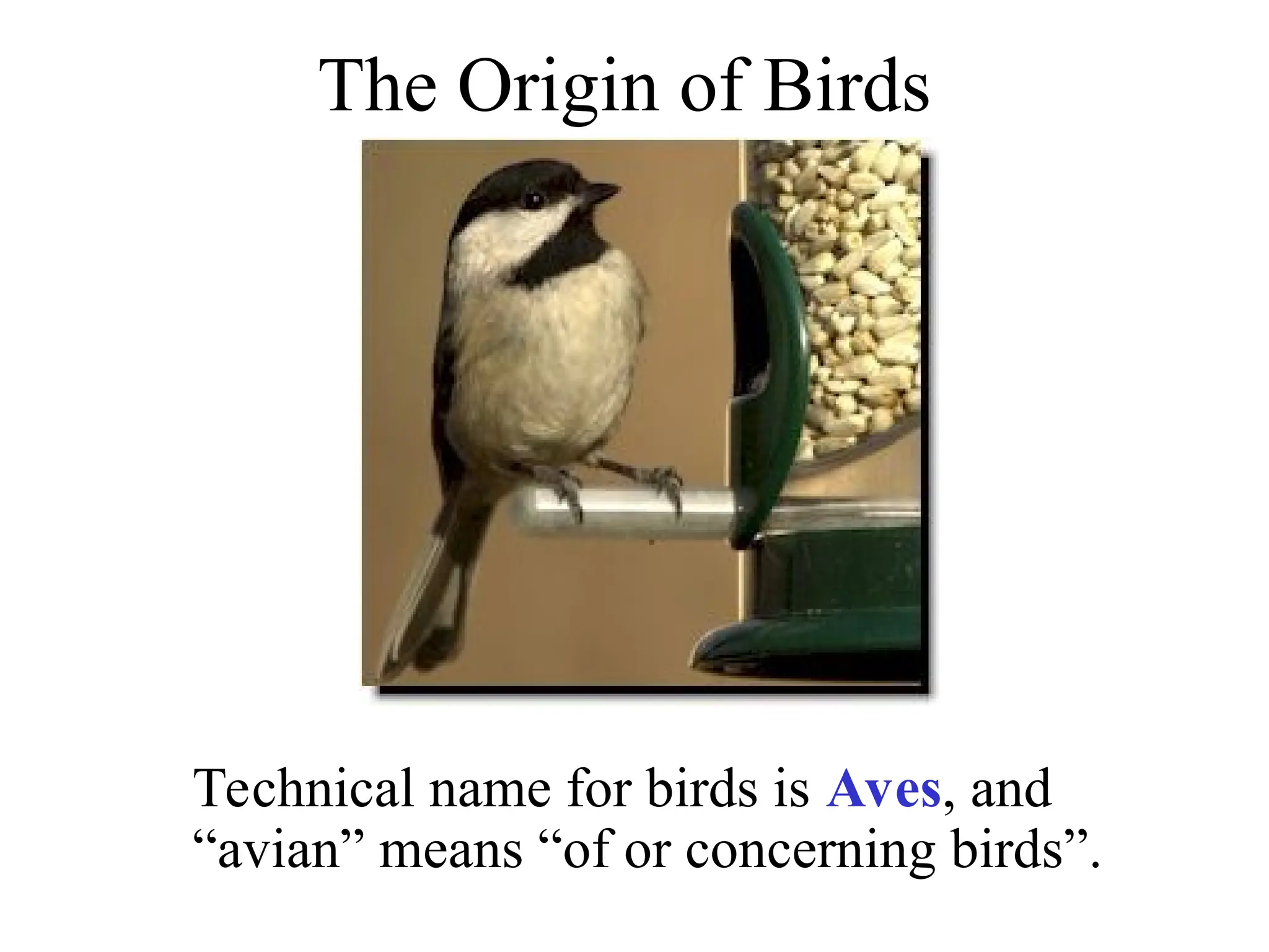 The Origin of Birds. Origin, classification and anatomy | PPT