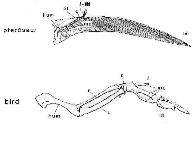 The Origin of Birds. Origin, classification and anatomy | PPT
