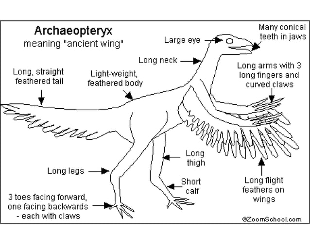 The Origin of Birds. Origin, classification and anatomy | PPT