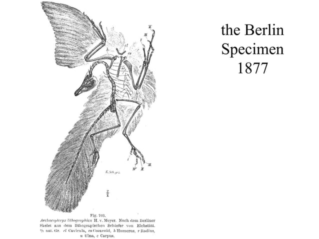 The Origin of Birds. Origin, classification and anatomy | PPT