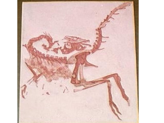 The Origin of Birds. Origin, classification and anatomy | PPT