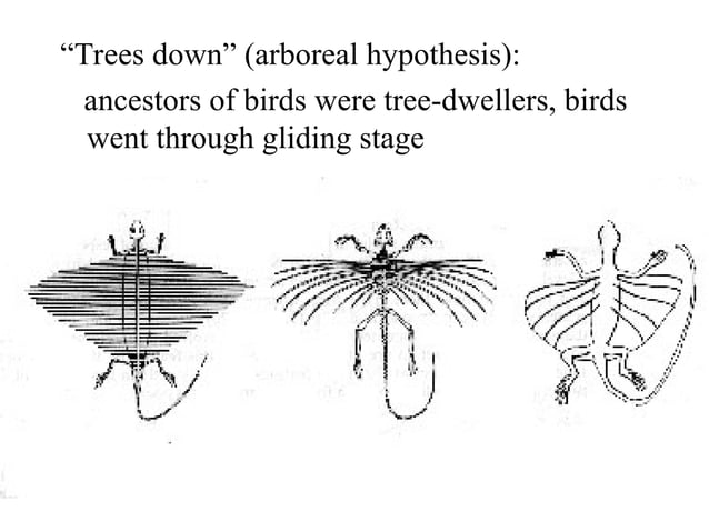 The Origin of Birds. Origin, classification and anatomy | PPT
