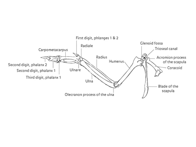 The Origin of Birds. Origin, classification and anatomy | PPT