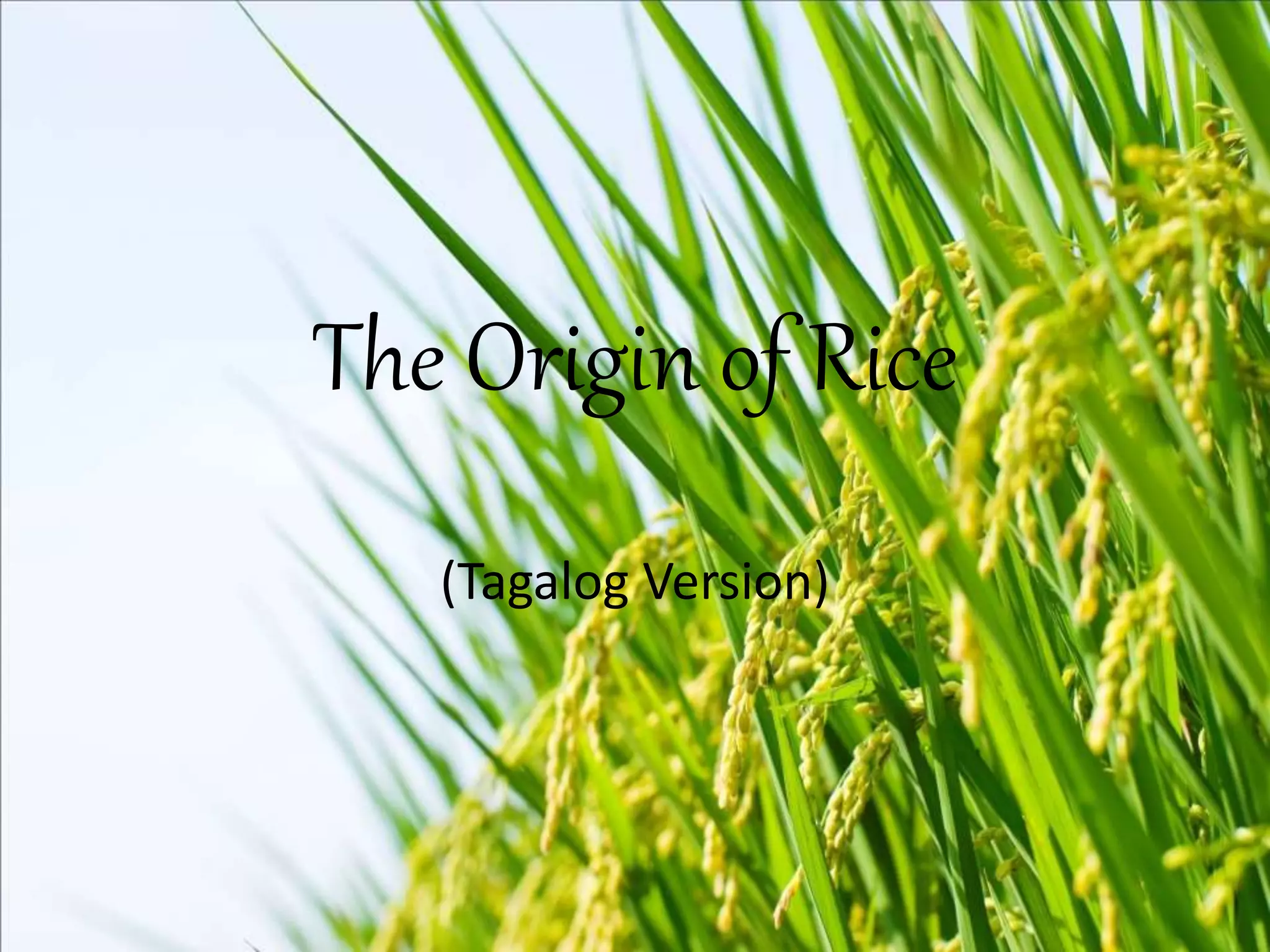 The Origin of Rice (Tagalog Version) | PPTX