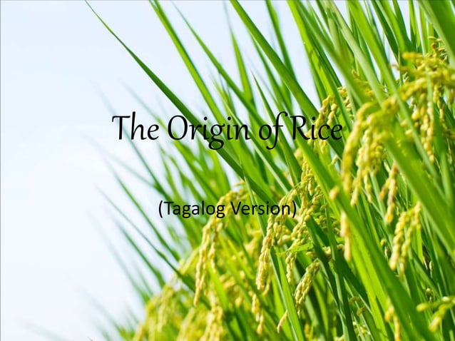 The Origin of Rice (Tagalog Version) | PPTX