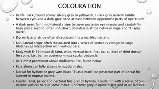 The ornamental fish industry(iranocichla persa vs iranocichla ...