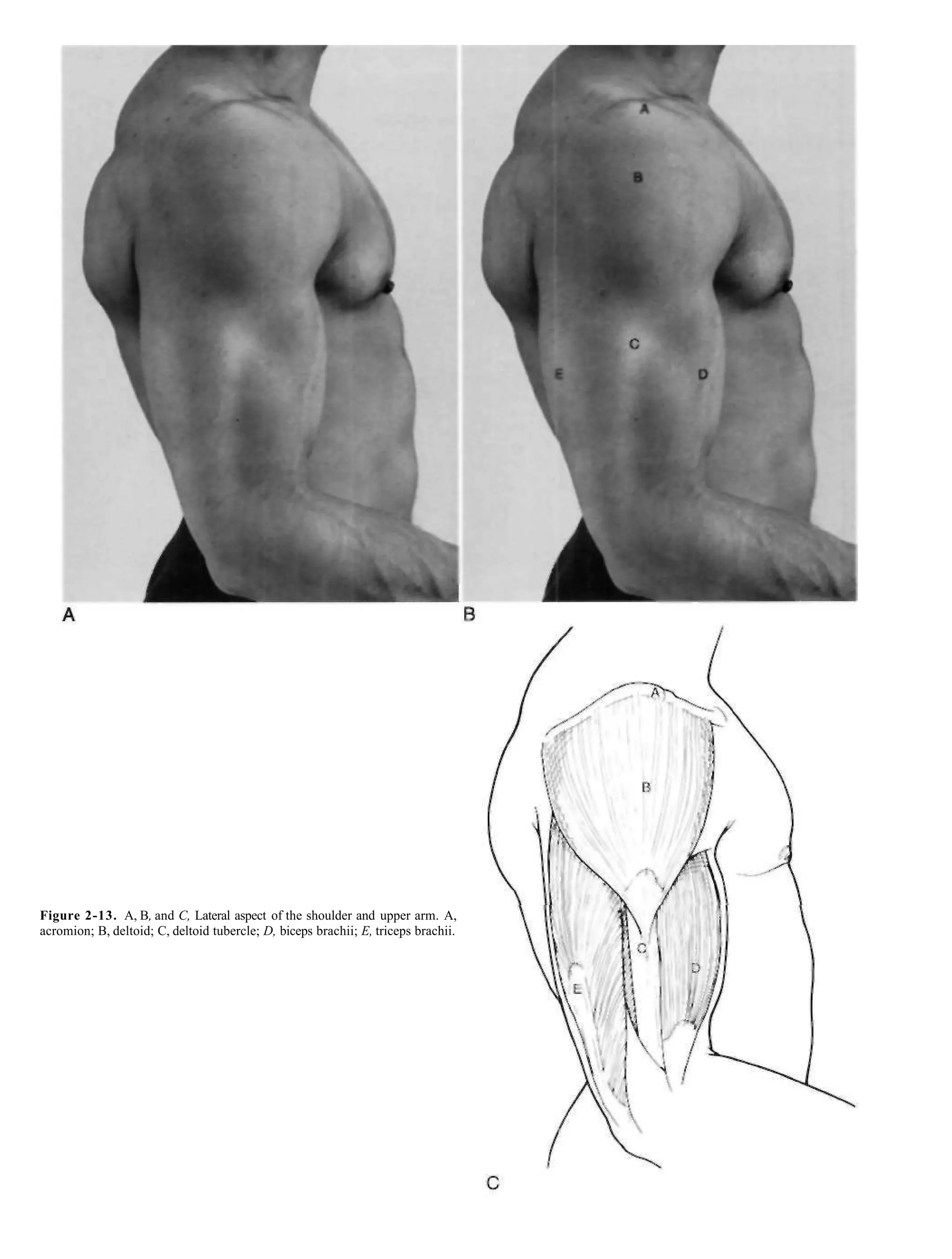 THE ORTHOPAEDIC PHYSICAL EXAMINATION. 2 Ed..pdf