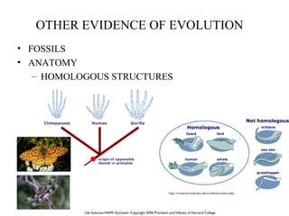 THEORY OF EVOLUTION Beth Mick - LESSON PLAN | PPT