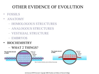 THEORY OF EVOLUTION Beth Mick - LESSON PLAN | PPT