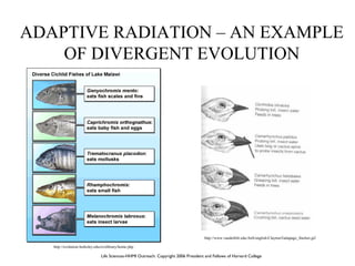 THEORY OF EVOLUTION Beth Mick - LESSON PLAN | PPT