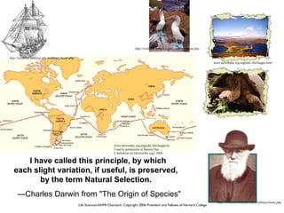 THEORY OF EVOLUTION Beth Mick - LESSON PLAN | PPT