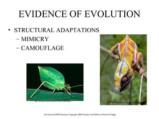 THEORY OF EVOLUTION Beth Mick - LESSON PLAN | PPT
