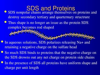 Theory Lec 6 SDS-PAGE by imran.ppt Gel Electrophoresis | PPT