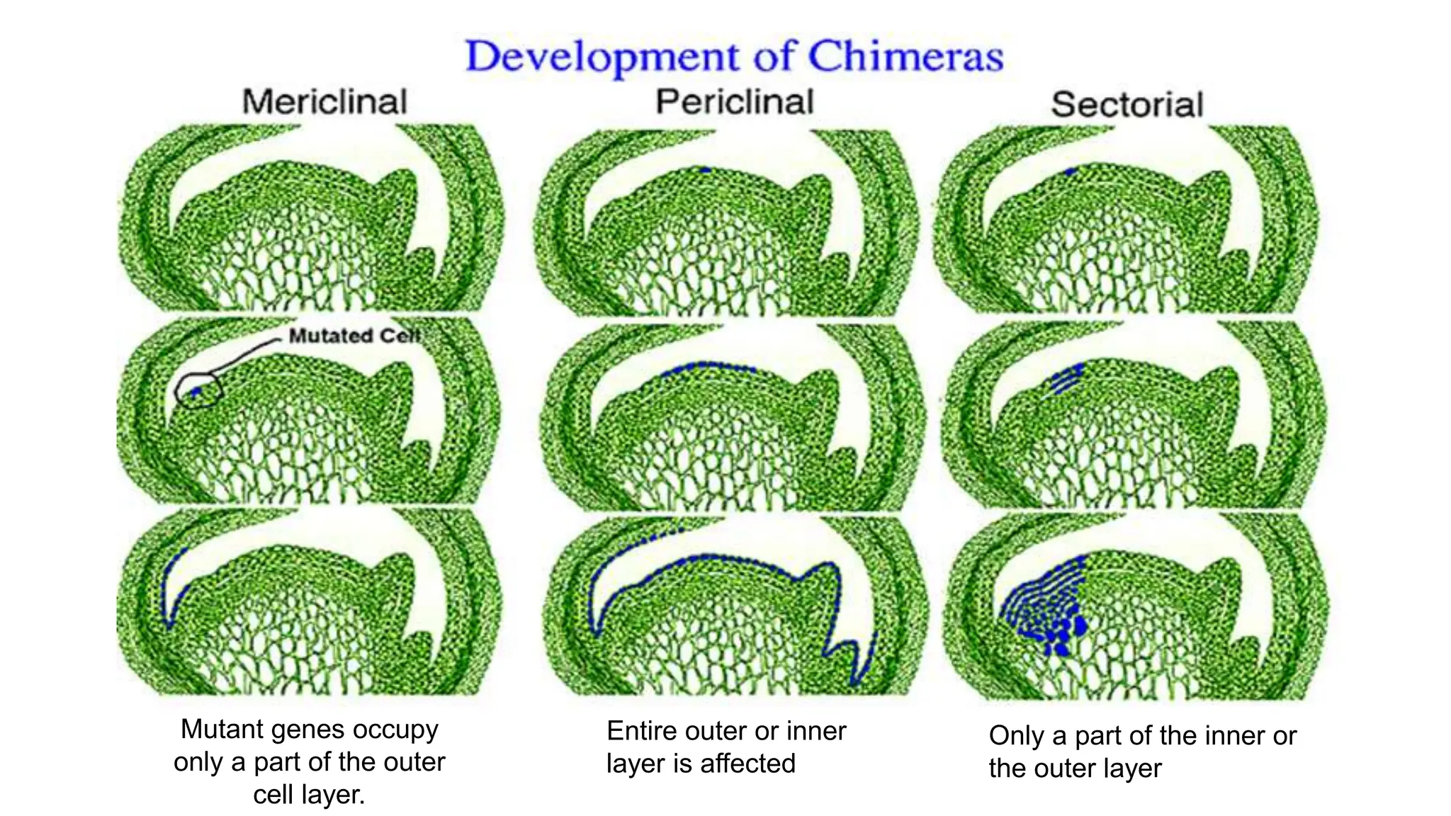 Genetic Variations In Plants | PPT