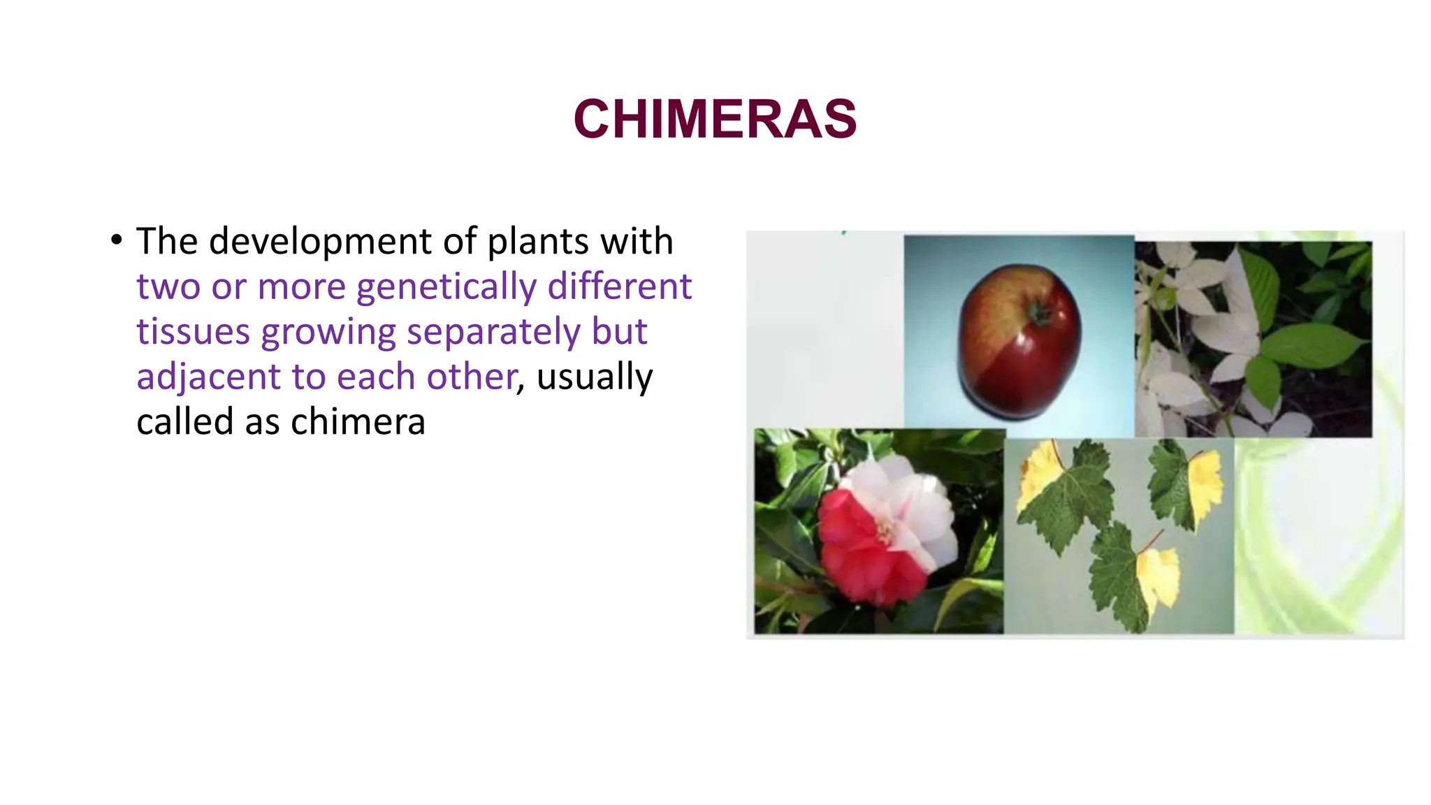 Genetic Variations In Plants | PPT