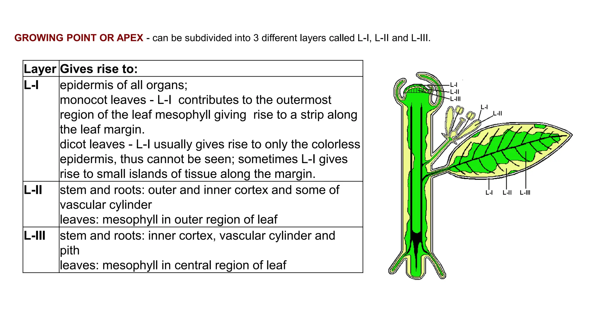 Genetic Variations In Plants | PPT