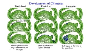 Genetic Variations In Plants | PPT