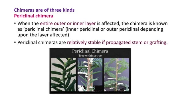 Genetic Variations In Plants | PPT | Gardening | Home & Garden