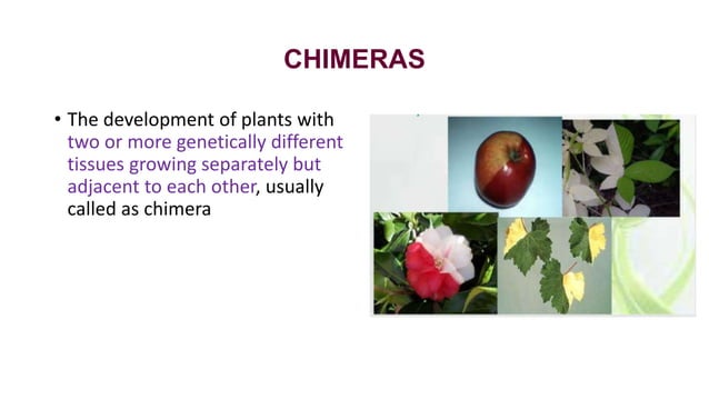 Genetic Variations In Plants | PPT | Gardening | Home & Garden