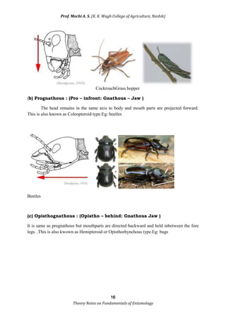 Theory notes of Fundamentals of Entomology | PDF