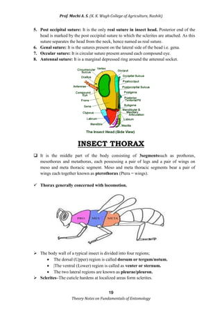 Theory notes of Fundamentals of Entomology | PDF