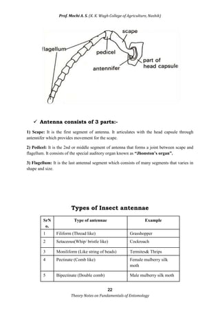 Theory notes of Fundamentals of Entomology | PDF