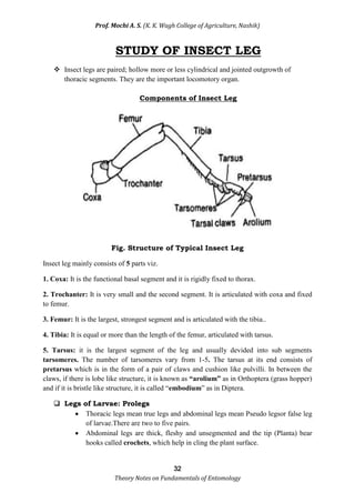 Theory notes of Fundamentals of Entomology | PDF